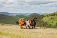 How Far Can a Horse Run? 6 Facts You Should Know – AnimalHow.com
